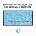 What Body Type Is Good For Swimming? (Explained) – Chase the Water